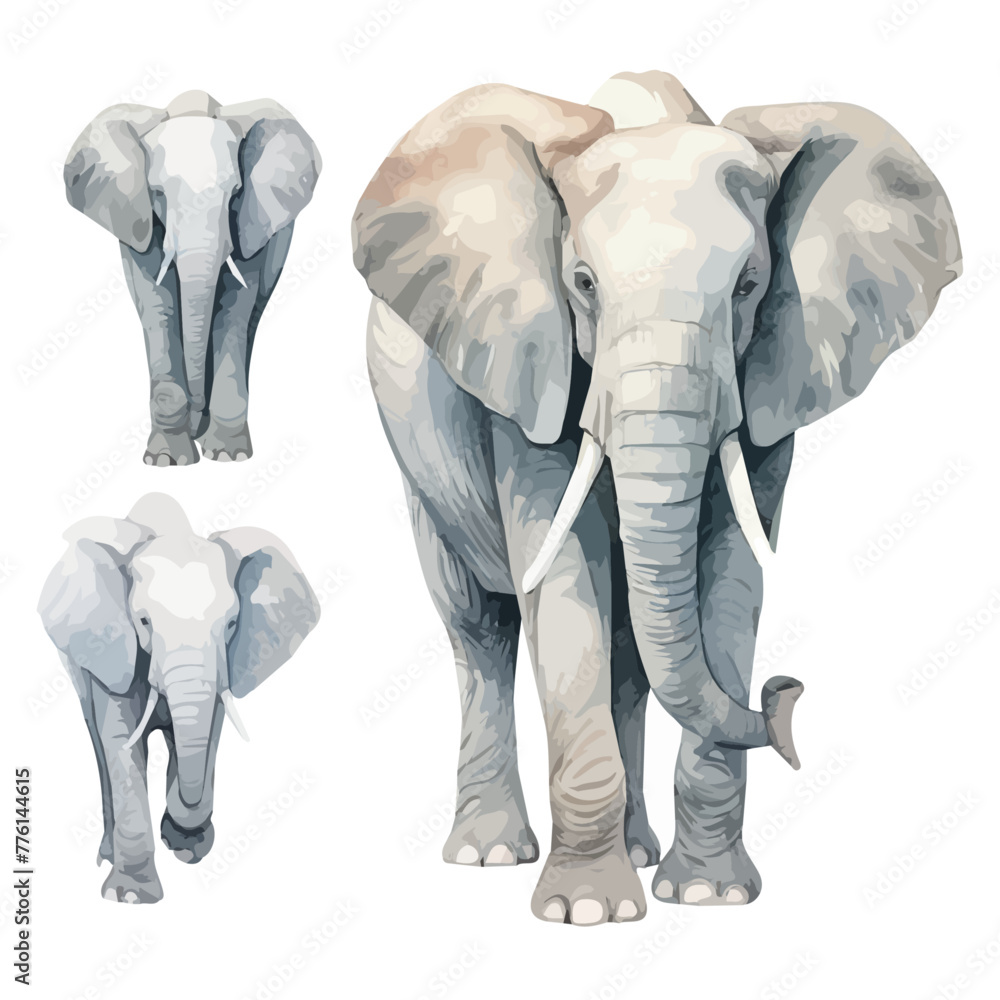 Watercolor Vector painting of set Elephant, isolated on a white ...