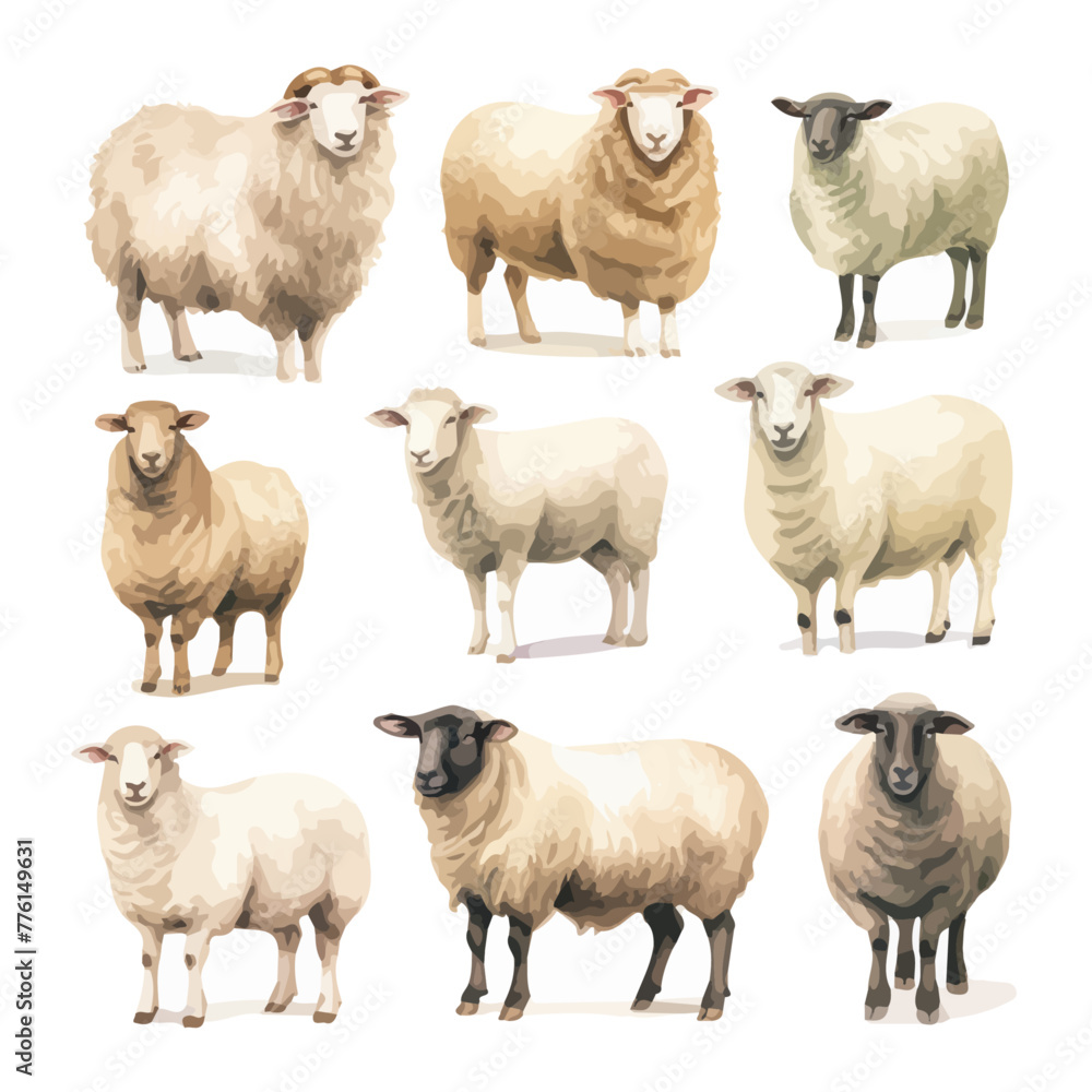 Watercolor drawing vector of set sheep, isolated on a white background ...