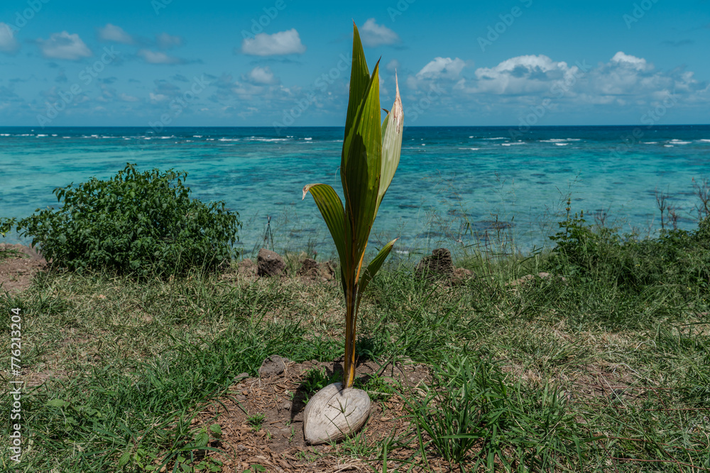 Waimanalo Bay, Honolulu Oahu Hawaii. The coconut tree (Cocos nucifera ...