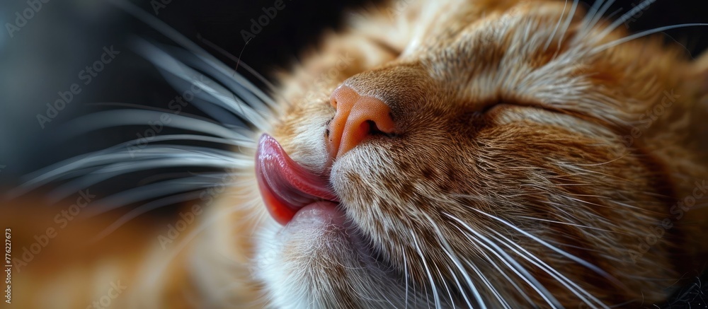 Rough Texture of Cats Tongue A Grooming Essential for Feline Health and ...