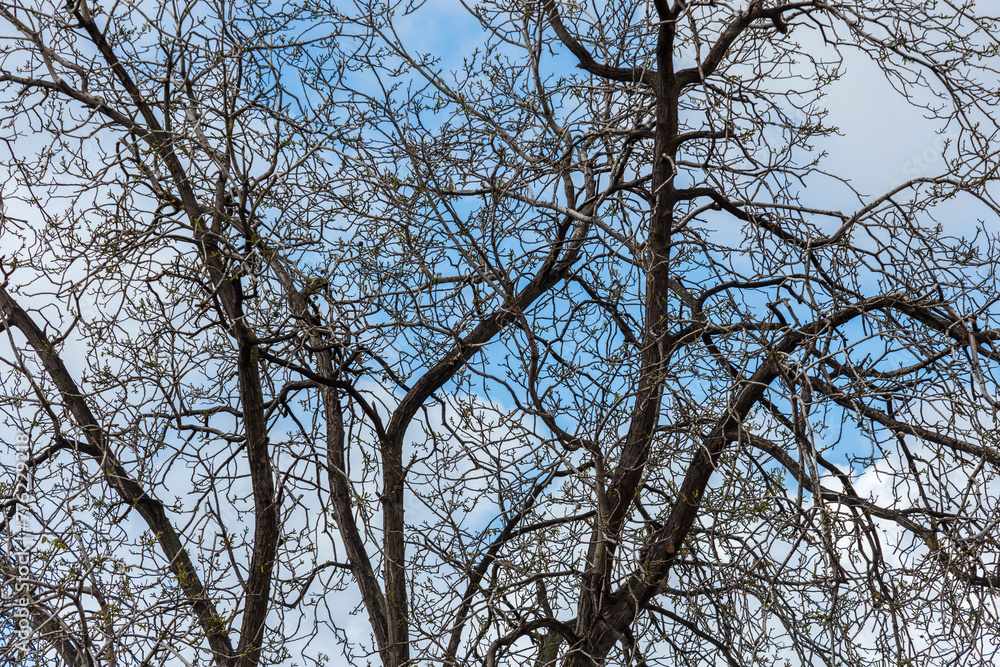 Ramas de un árbol sin hojas en el campo al final de invierno con el ...