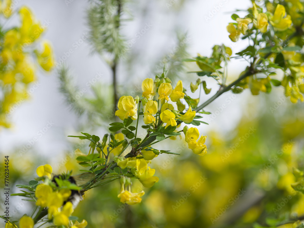 (Caragana arborescens) Siberian peashrub, a small shrub with yellow spring bloom on thin stems ...