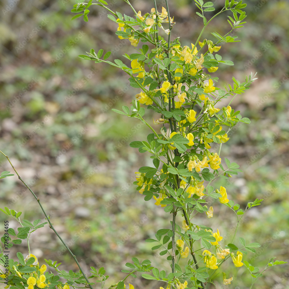 Caragana arborescens – Siberian peashrub or Siberian pea-tree as ...