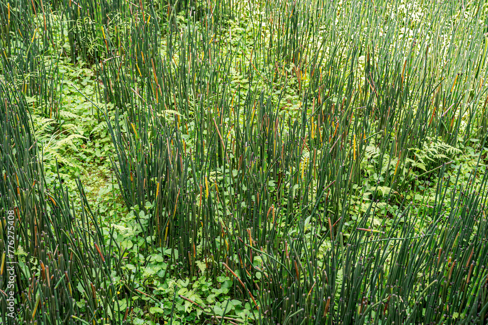 Equisetum Hyemale or Scouring rush horsetail is a grass-like bamboo ...