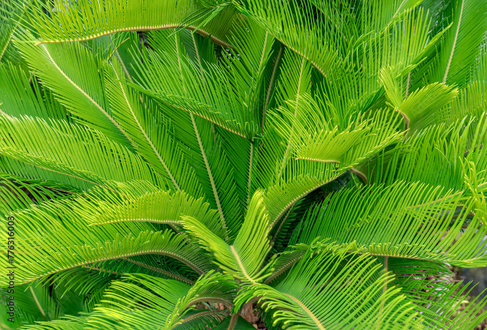 Full-grown tree Cycas revoluta also called sago palm, king sago, sago ...