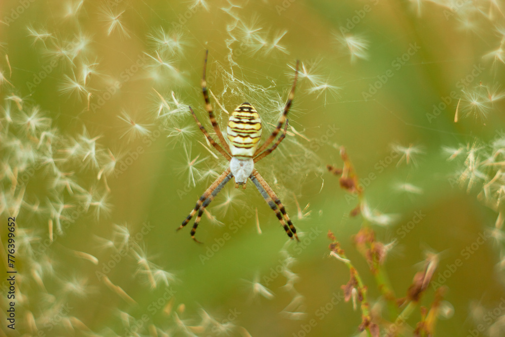 Argiope bruennichi is a bright spider from the Coleoptera family, with ...