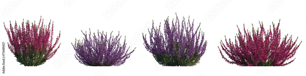 Calluna vulgaris (common, scotch, scottish heather, ling, heather ...