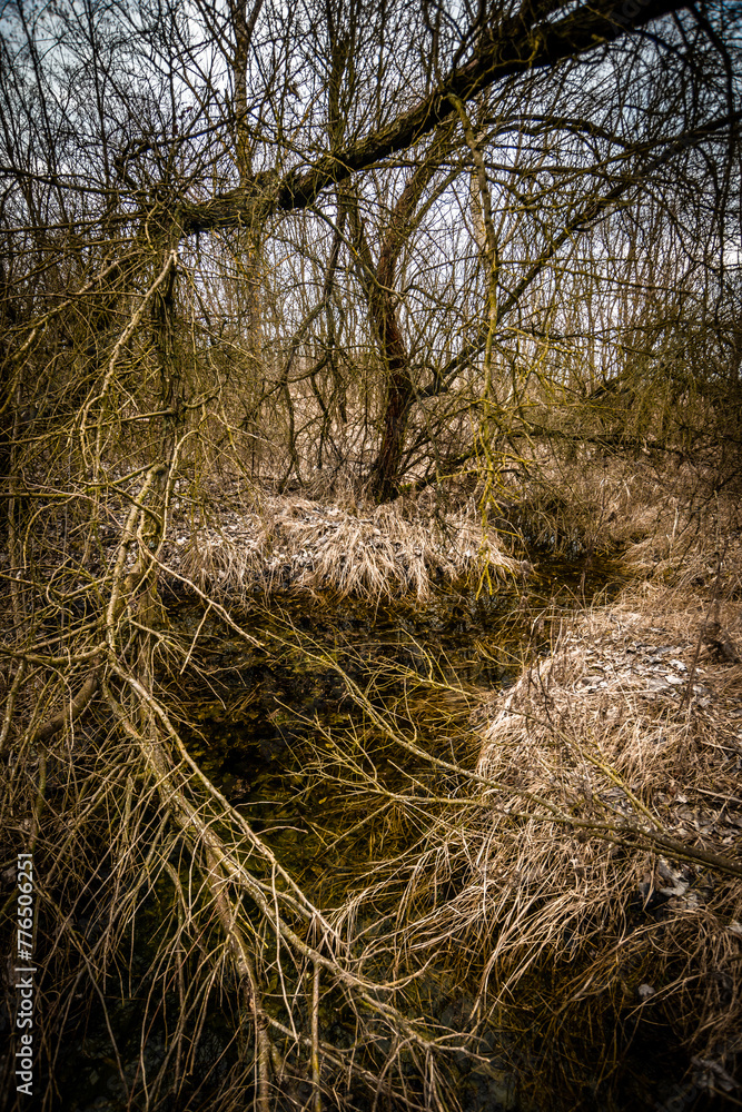 Swamp inside a dense forest. Flood in the forest. Thick yellow grass ...