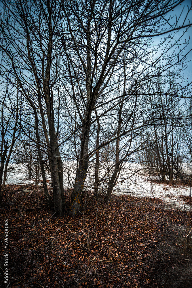 Trees on a sand quarry. Thaw on the sands. Mystical place. Dried trees ...