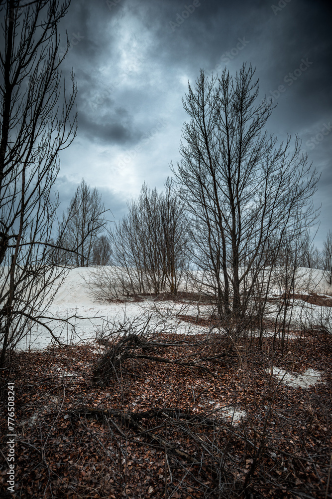 Trees on a sand quarry. Thaw on the sands. Mystical place. Dried trees ...