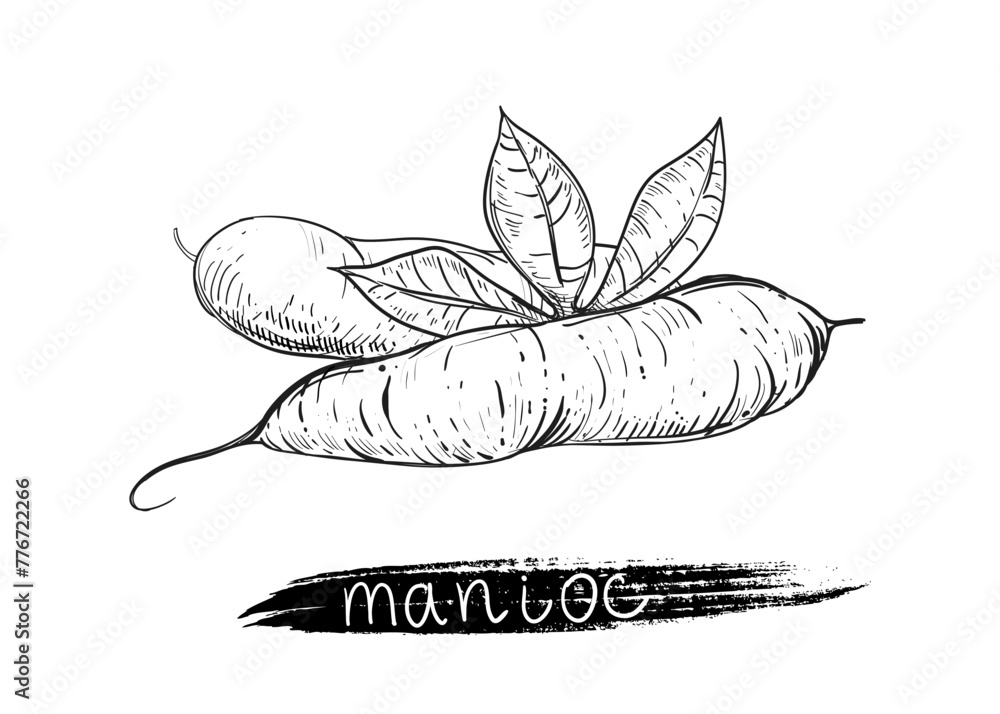 Hand drawn sketch black and white illustration of cassava, manioc, root ...