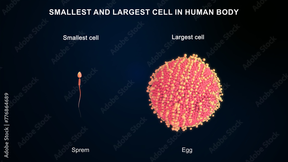 Póster Smallest and largest cell in human body 3d illustration – Cuadro ...