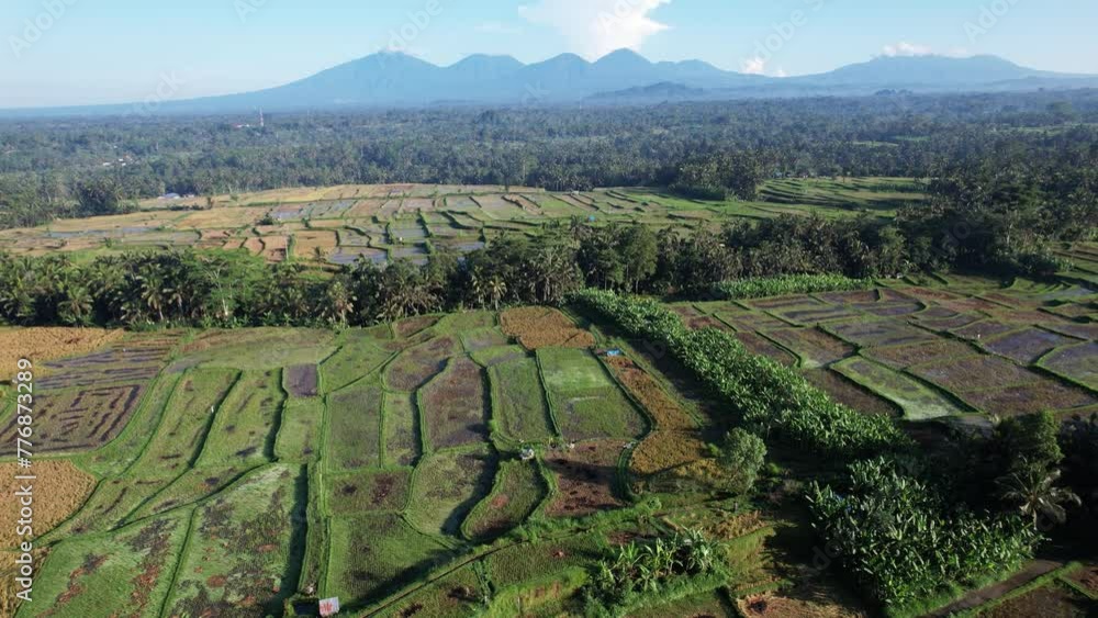 Vidéo Stock Harvested rice fields flooded, rest and wait for next cycle ...