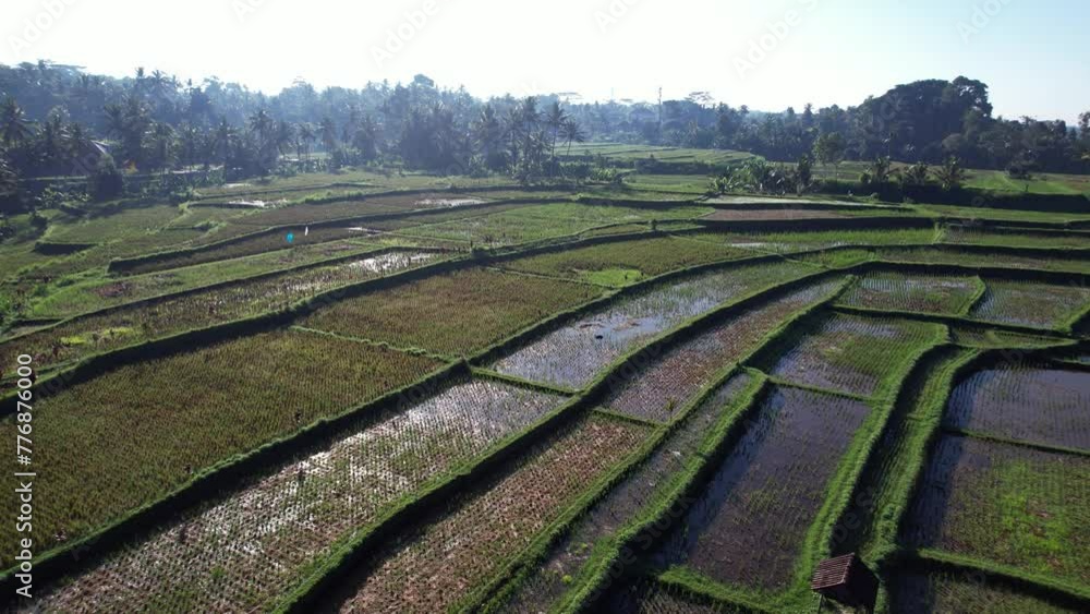 Rice grow again from sheaved stubble, dirty green look of harvested and ...