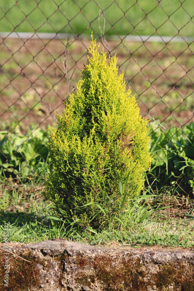 Young Cypress or Cupressus evergreen tree with light green scale like ...