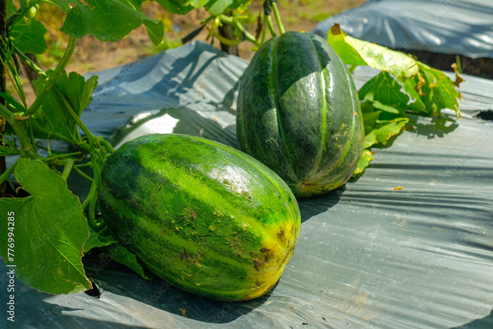 fresh blewah or Cucumis melo var plants in the garden. Stock Photo ...