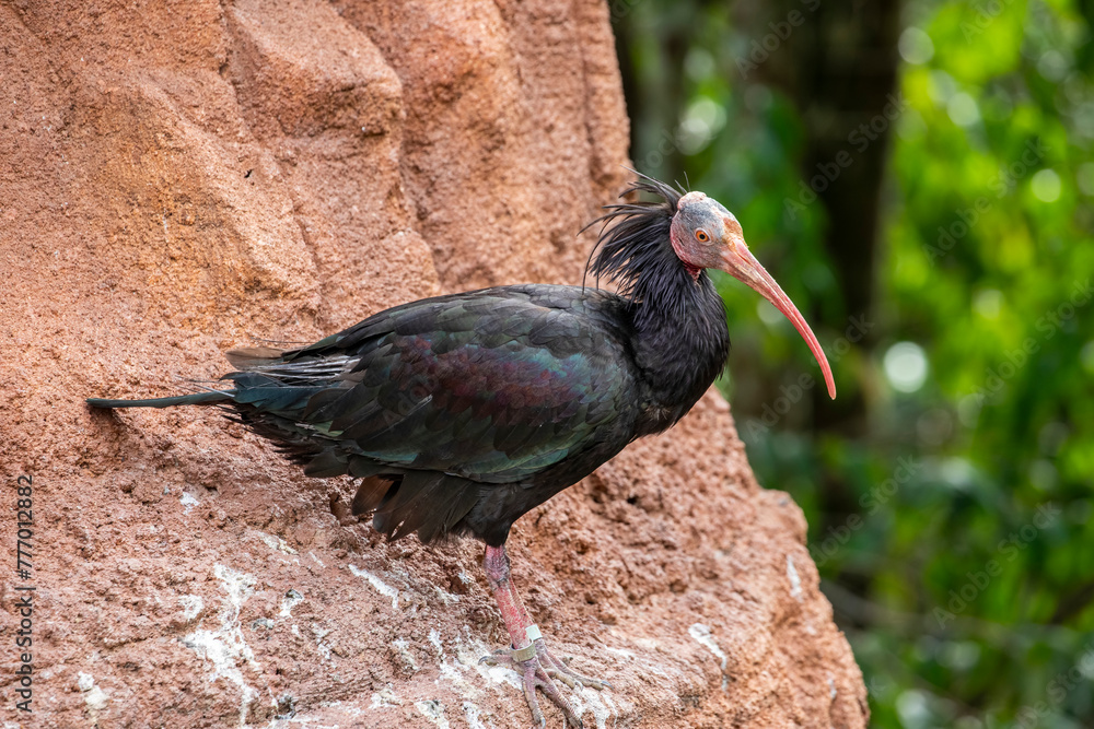 Northern bald ibis stands alone in front of cliff. The plumage is black ...