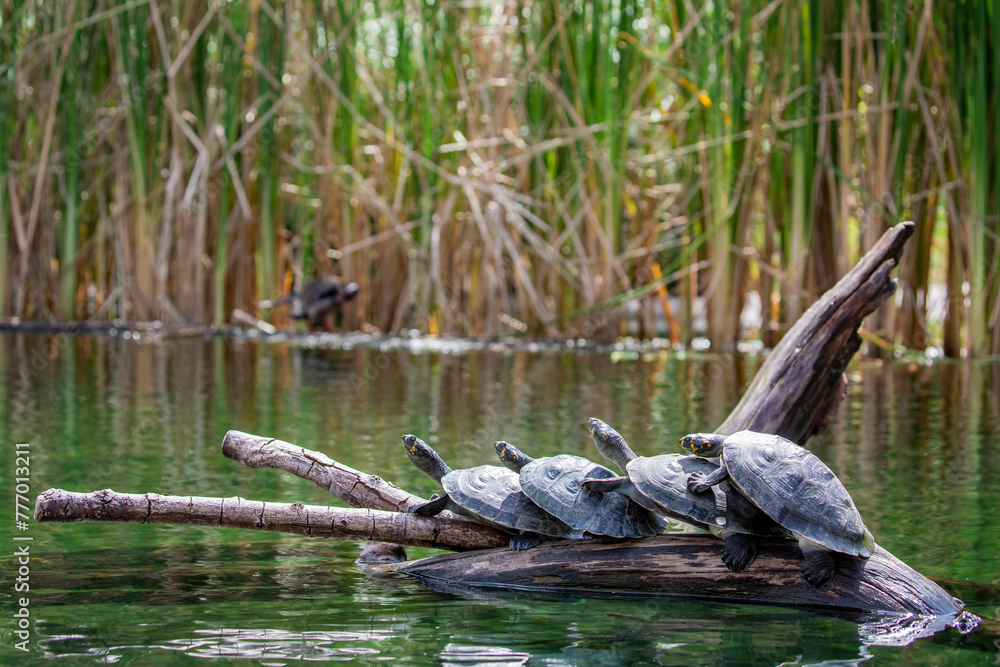 Foto de The yellow-spotted Amazon river turtle(Podocnemis unifilis ...
