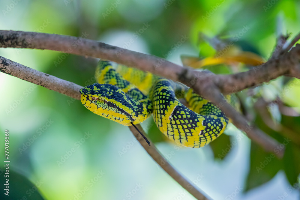 Wagler's pit viper (Tropidolaemus wagleri) in temple of the Azure Cloud ...
