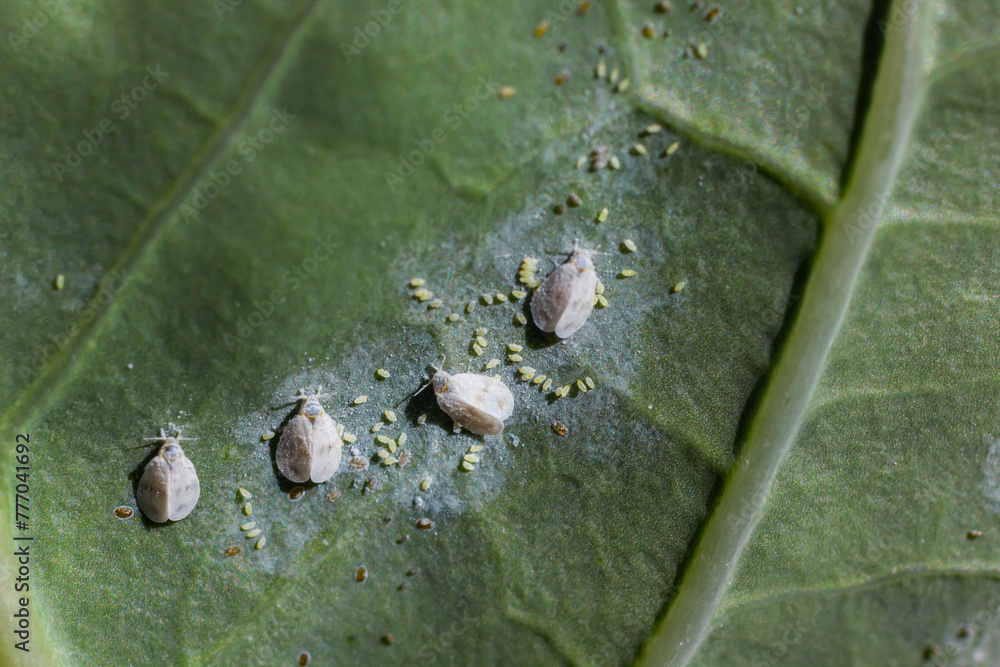 Underside of plants leaves with pest Cabbage Whitefly Aleyrodes ...