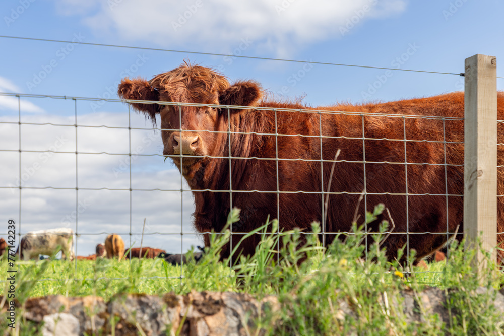 In a tranquil countryside setting, a shaggy Highland cow with rich ... In a tranquil countryside setting, a shaggy Highland cow with rich ...