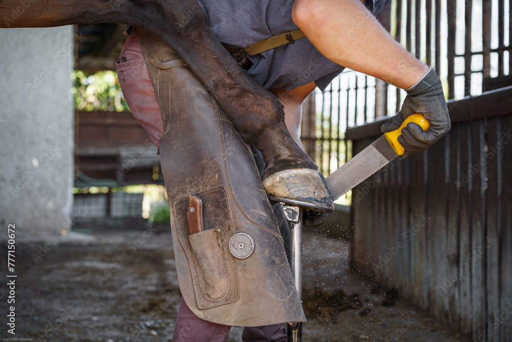 At the end of shoeing, the farrier gives the horse's hoof a final rasp ...