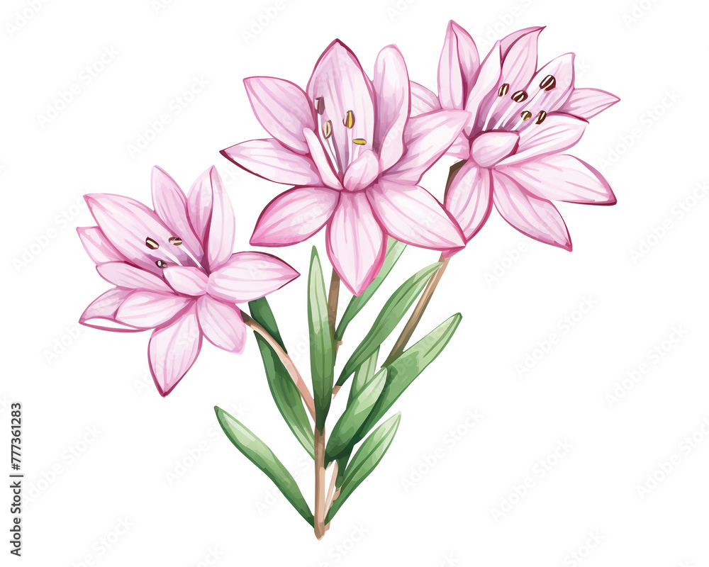 Ixia flowers remove background , flowers, watercolor, isolated white ...