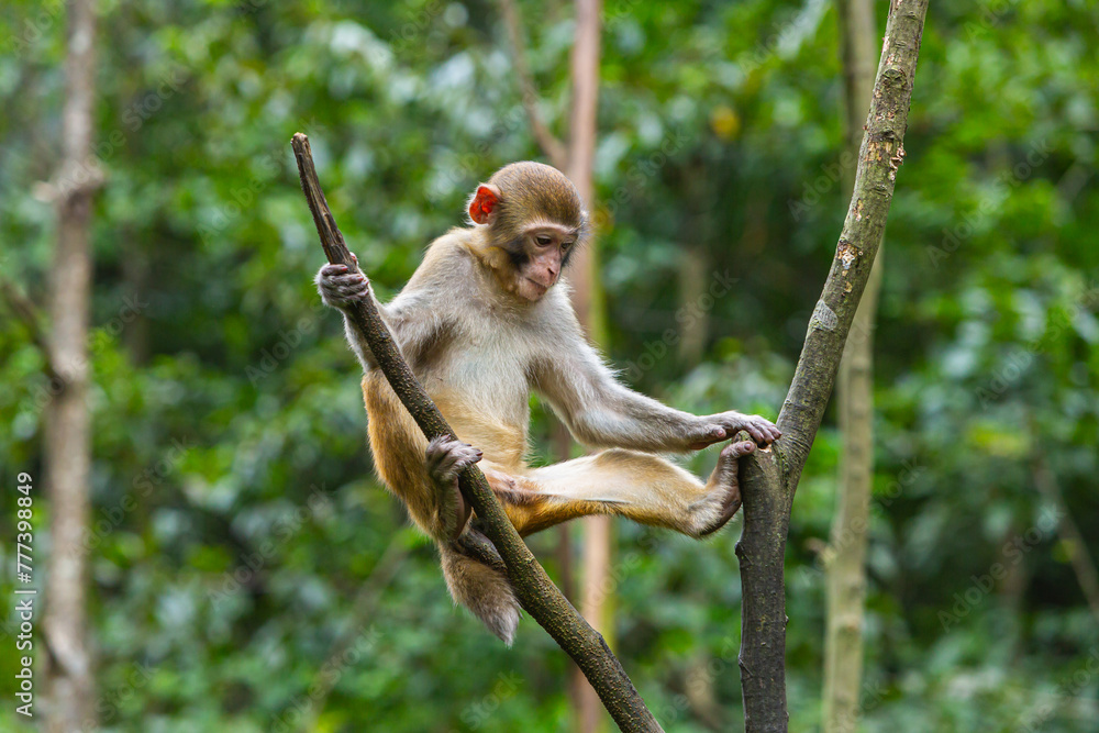 Young Rhesus macaque (Macaca mulatte) in a tree, Zhangjiajie National ...