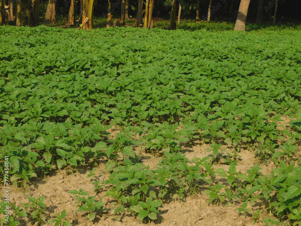 Frogfruit (Phyla nodiflora) Aka Turkey tangle fogfruit, Capeweed ...