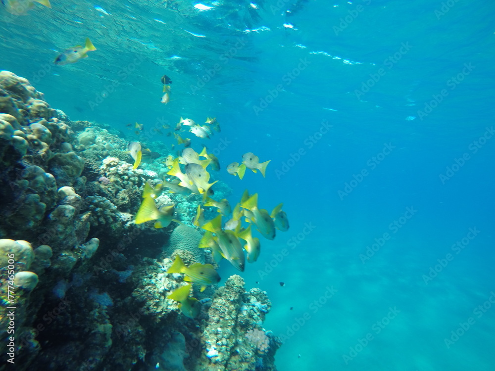 Lutjanus fulviflamma, the dory snapper, blackspot snapper, black-spot ...