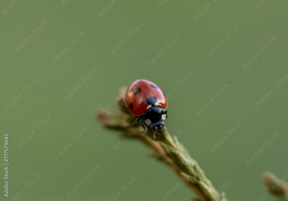 The seven-spotted ladybug, adorned with its red elytra adorned with ...