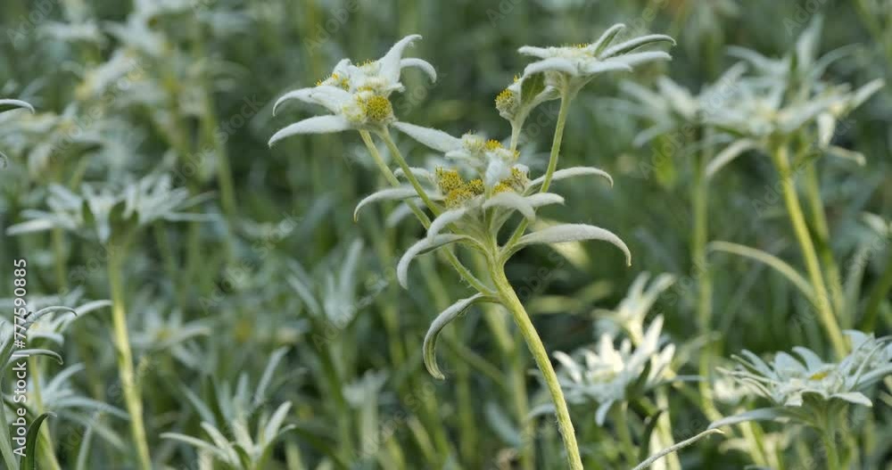 Vidéo Stock Edelweiss flowers swaying in wind on blurred Edelweiss ...