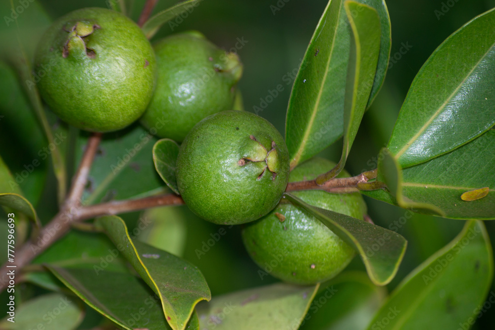 Fruits, leaves and branches of the plant popularly known as Araça do ...