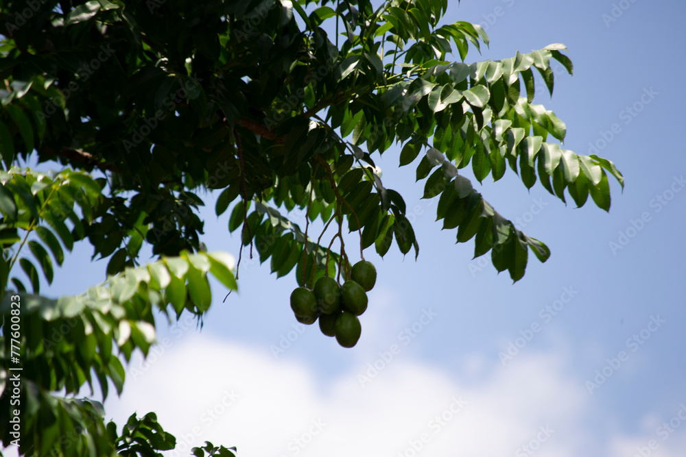 The cajá is the fruit of the cajazeira (Spondias mombin L.), a tree of ...