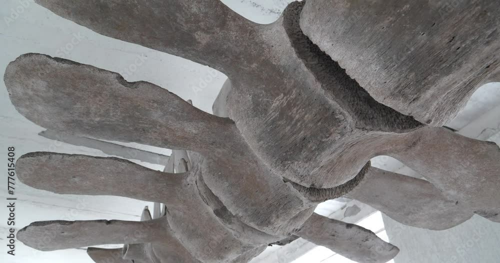 Huge grey skeleton of big blue whale. Whale spine. Real whale bones ...