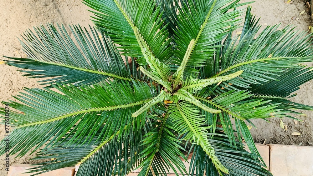Cycad Plant. Cycas Plant. Fresh green cycad plants in the garden. sago ...