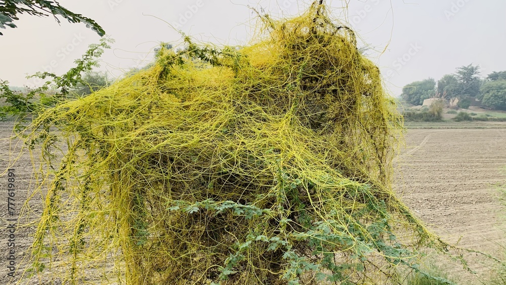 Cuscuta, Dodder, Parasitic plant. Creeper plant. Close up Dodder plant ...