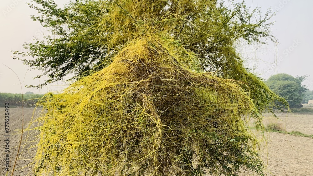 Cuscuta, Dodder, Parasitic plant. Creeper plant. Close up Dodder plant ...