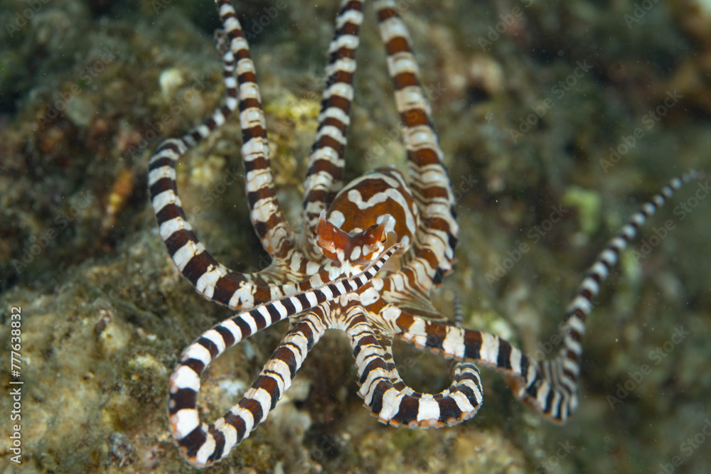 A Wunderpus octopus, Wunderpus photogenicus, swims across a coral reef ...