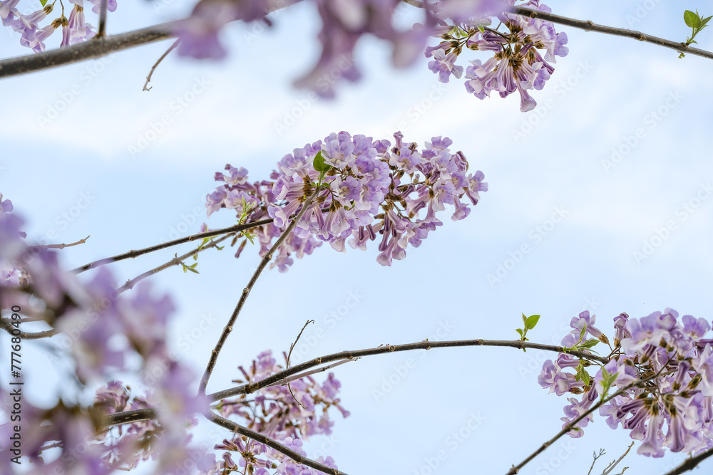 Paulownia tree ( Paulownia tomentosa ) flowers. Paulowniaceae deciduous ...