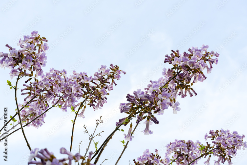 Paulownia tree ( Paulownia tomentosa ) flowers. Paulowniaceae deciduous ...