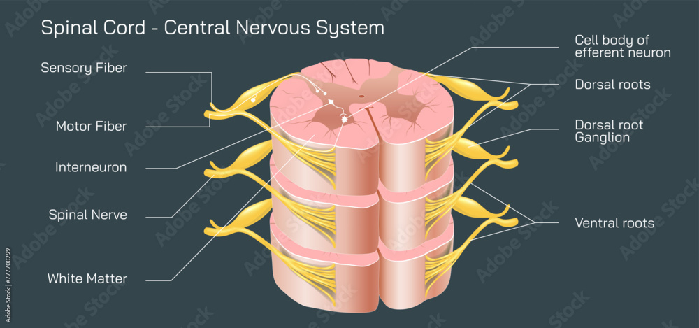 The central nervous system is made up of the brain and spinal cord ...