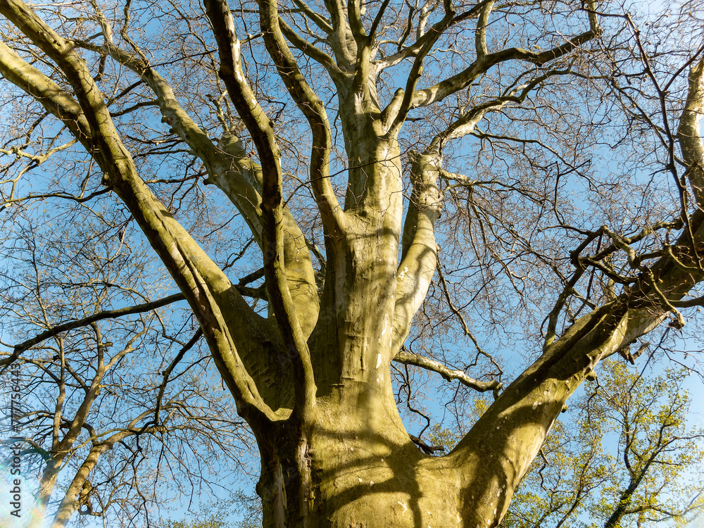 Copper beech Fagus sylvatica purpurea tree trunks and bare branches ...