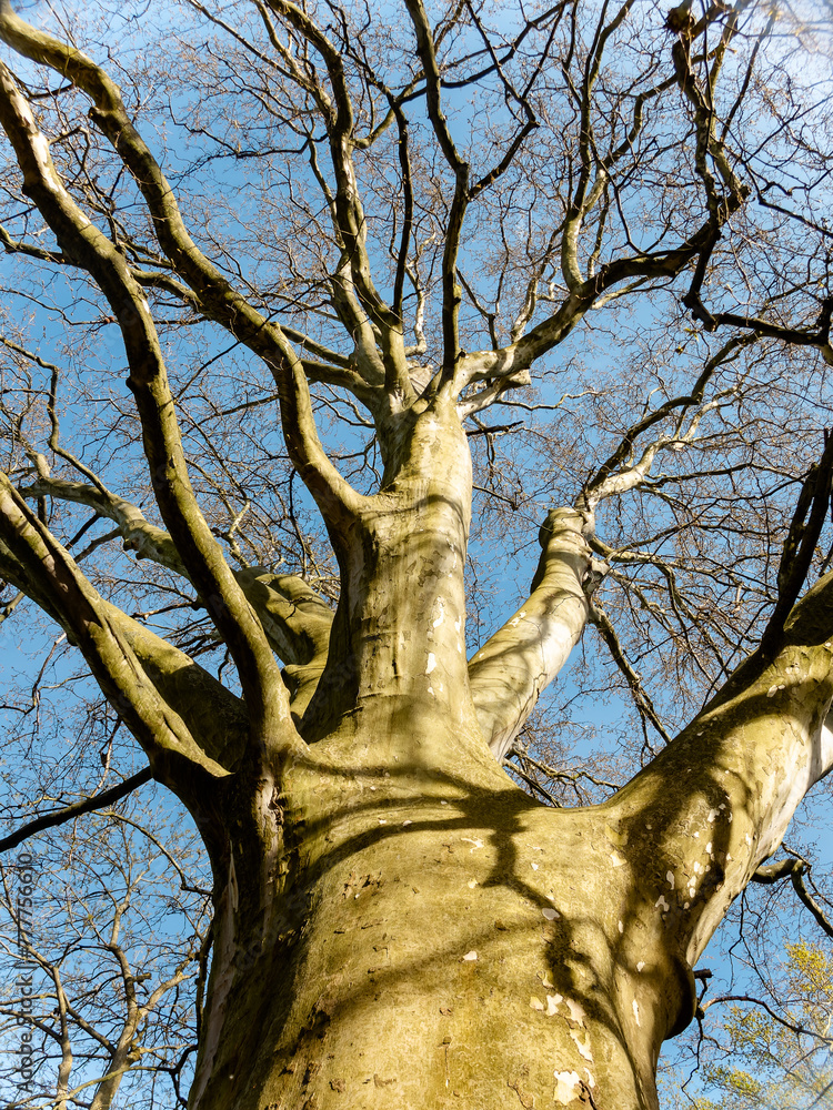 Poster Copper beech Fagus sylvatica purpurea tree trunks and bare ...