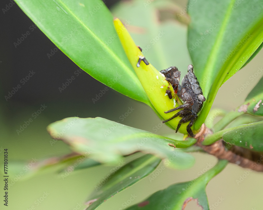 A Front Facing View Of A Mangrove Tree Crab Aratus Pisonii In A Red Mangrove Tree Its Primary