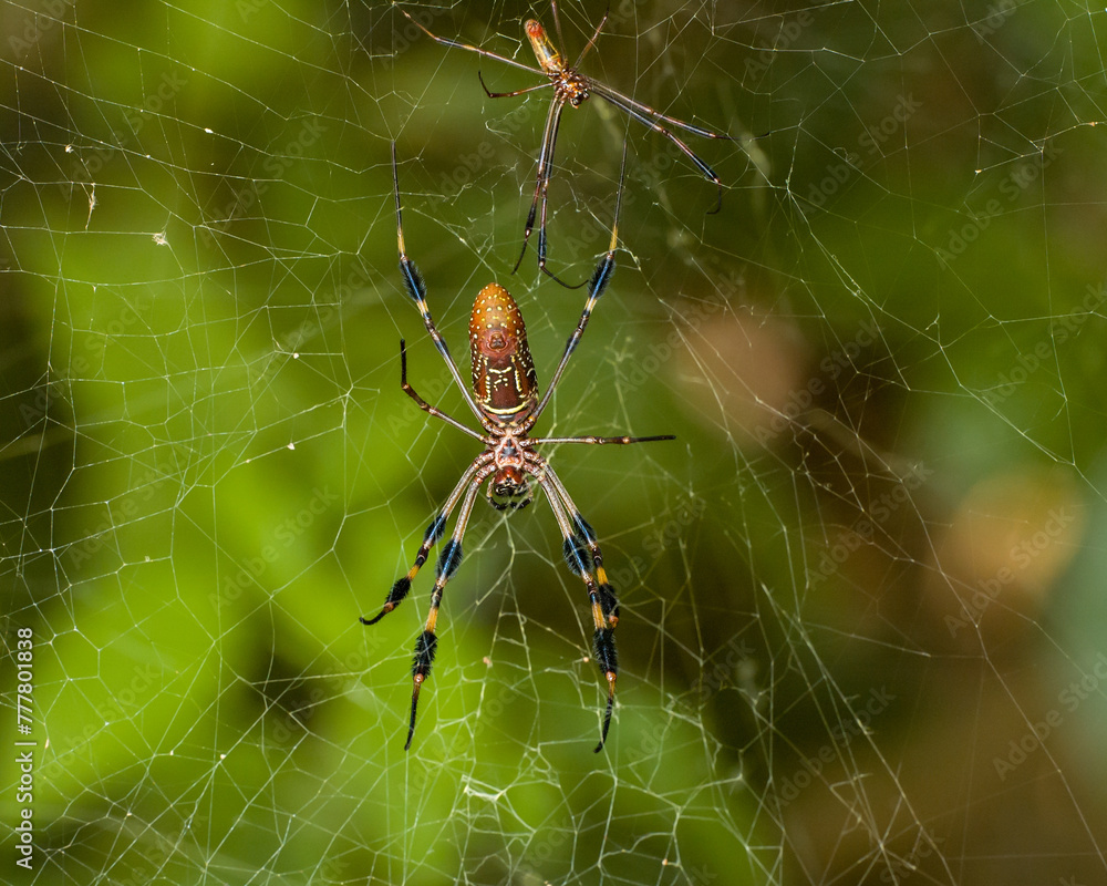 Ventral view of a large female and small male golden silk orb spider ...