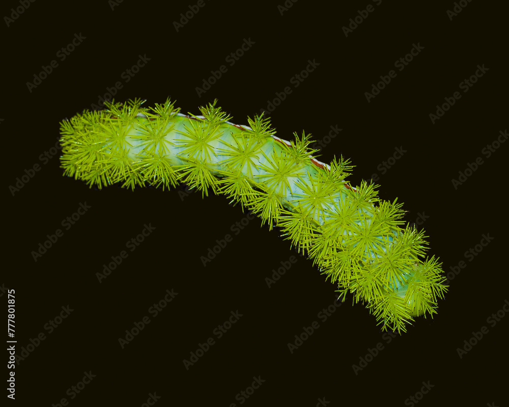 Io moth fifth instar larvae, Automeris io, crawling on a leaf. A side ...