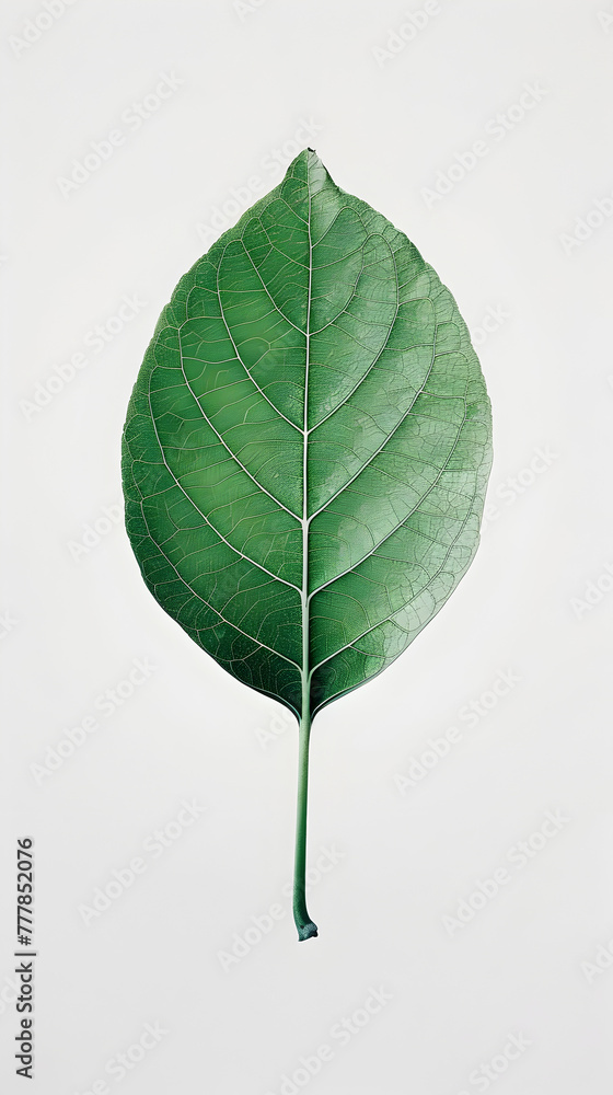A leaf is shown in a close up. The leaf is green and has a vein running ...