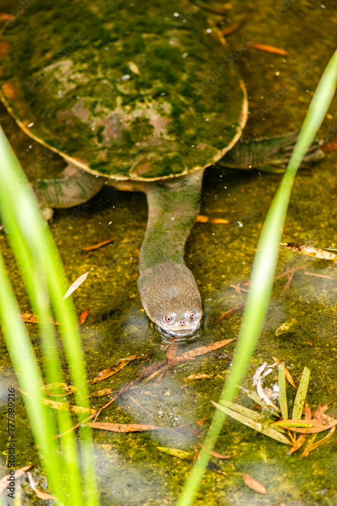 Eastern long-necked turtle is an east Australian species of snake ...