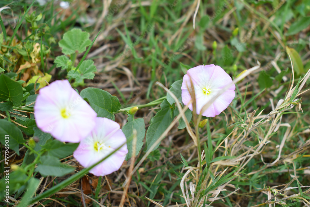 Field bindweed or Convolvulus arvensis or European bindweed or Creeping ...